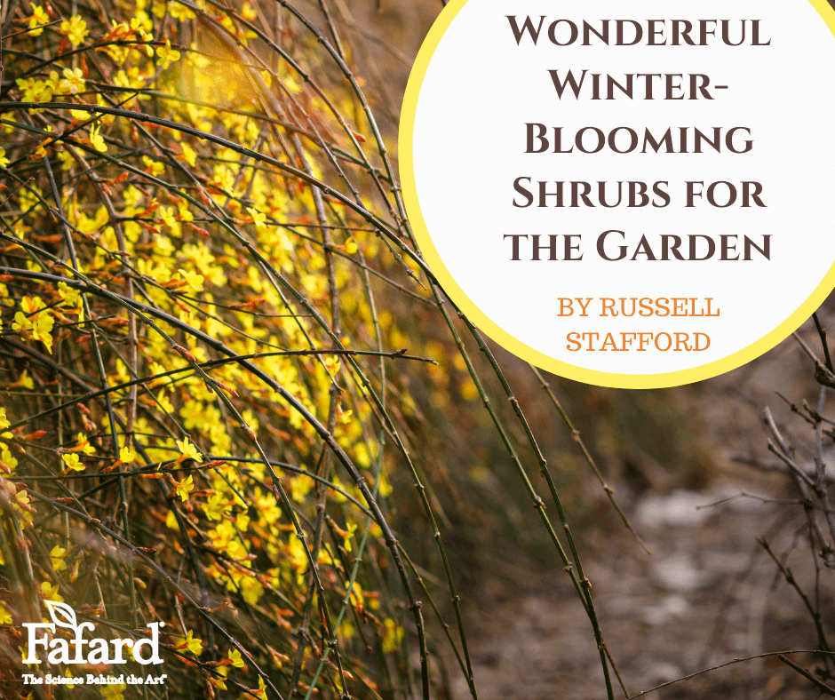 Wonderful Winter-Blooming Shrubs for the Garden – Fafard