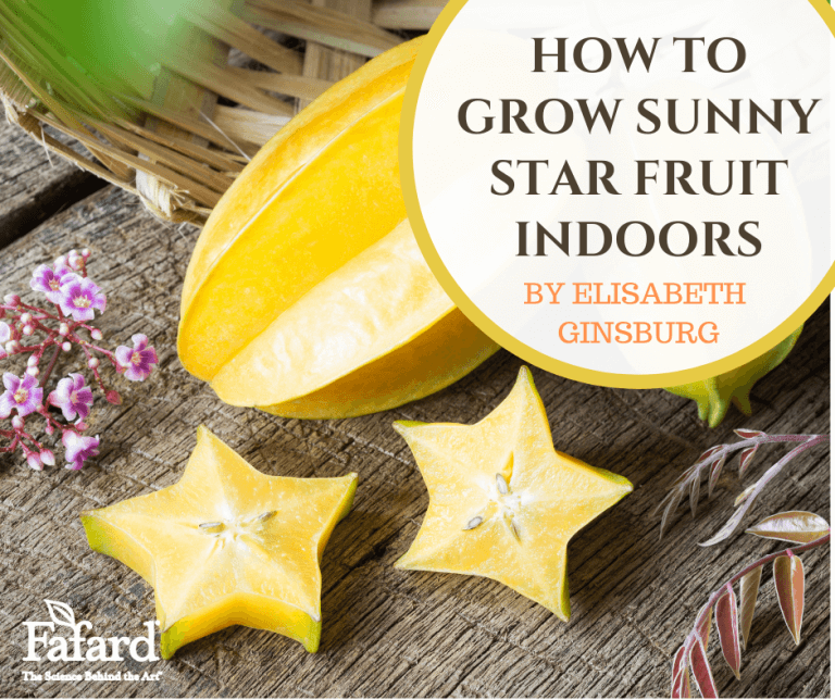 How To Grow Star Fruit Indoors – Fafard