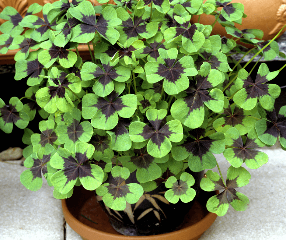 Wonderful Wood Sorrel for Pots and Gardens – Fafard