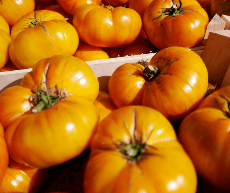 America’s 10 Best-Tasting Tomatoes – Fafard