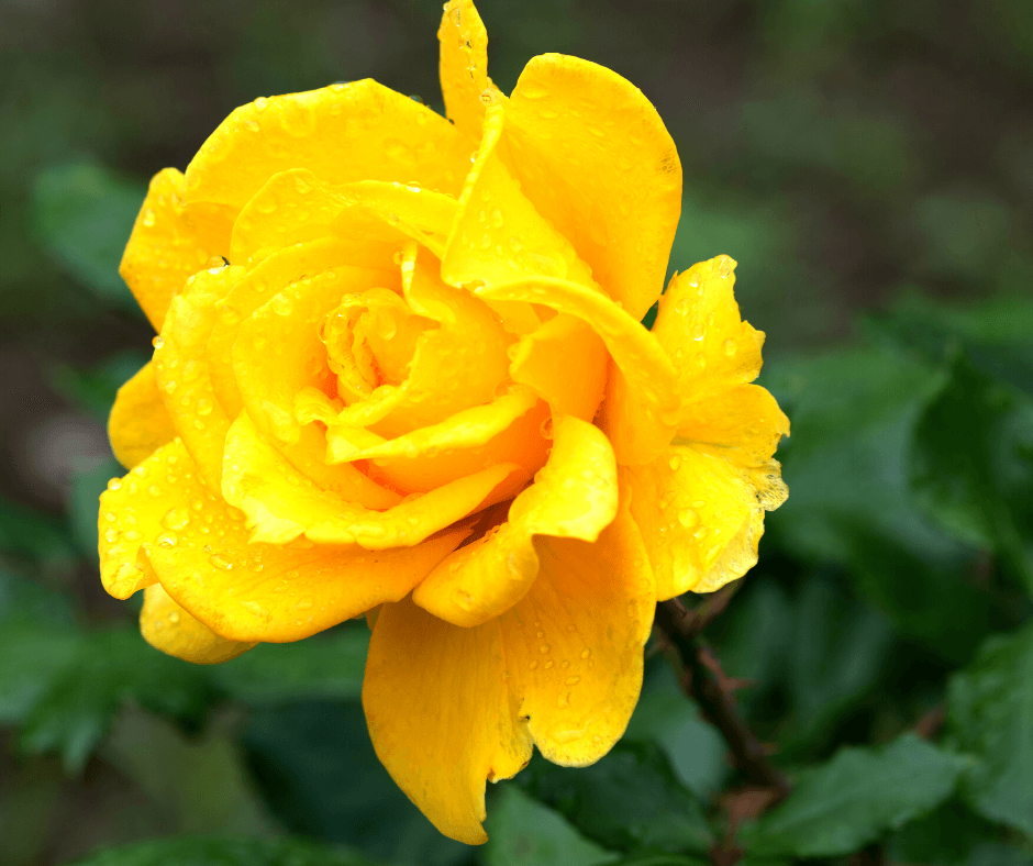 Growing Hybrid Tea Roses for Cutting – Fafard