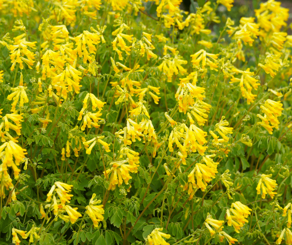 Garden Perennials That Don’t Stop Blooming – Fafard