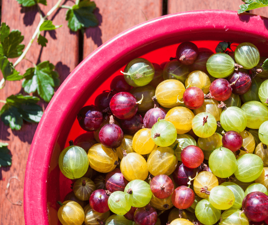 Growing Gooseberries and Currants – Fafard