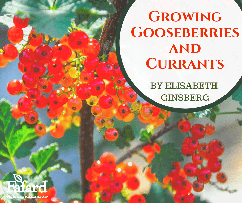 Growing Gooseberries and Currants – Fafard