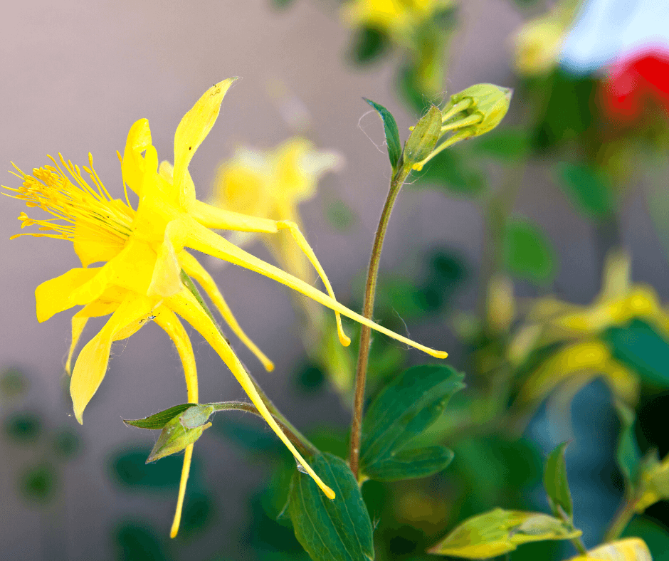 Spur on Pollinators with Columbine Flowers – Fafard