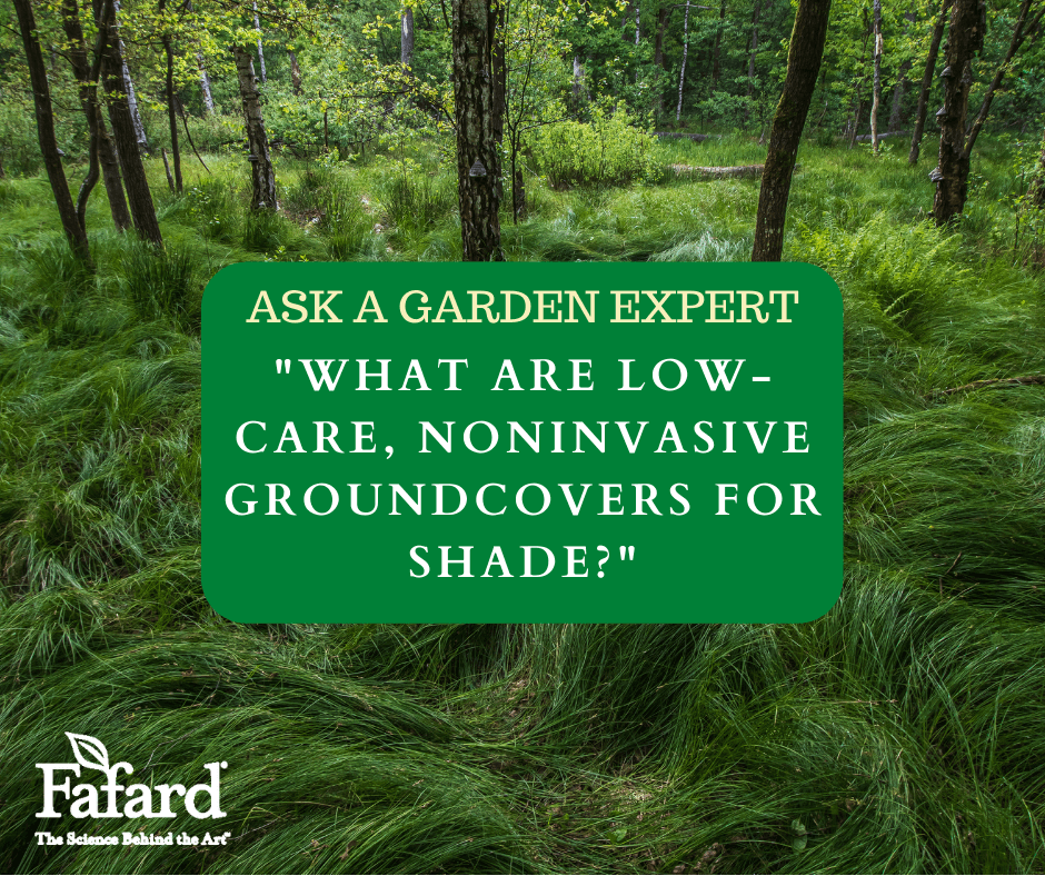What Are Some Low-Maintenance, Noninvasive Groundcovers For Shade? – Fafard