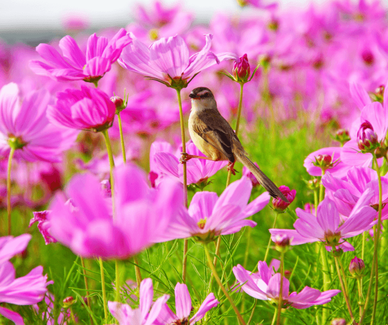 10 Common Garden Flowers that Feed Birds – Fafard