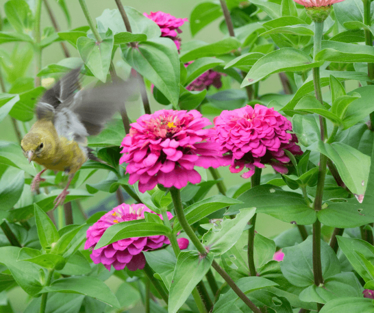 10 Common Garden Flowers that Feed Birds – Fafard