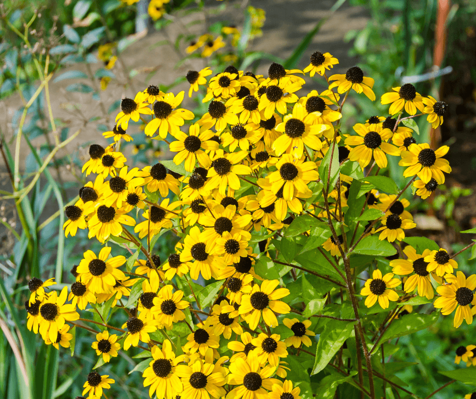 Native Hellstrip Gardens – Fafard