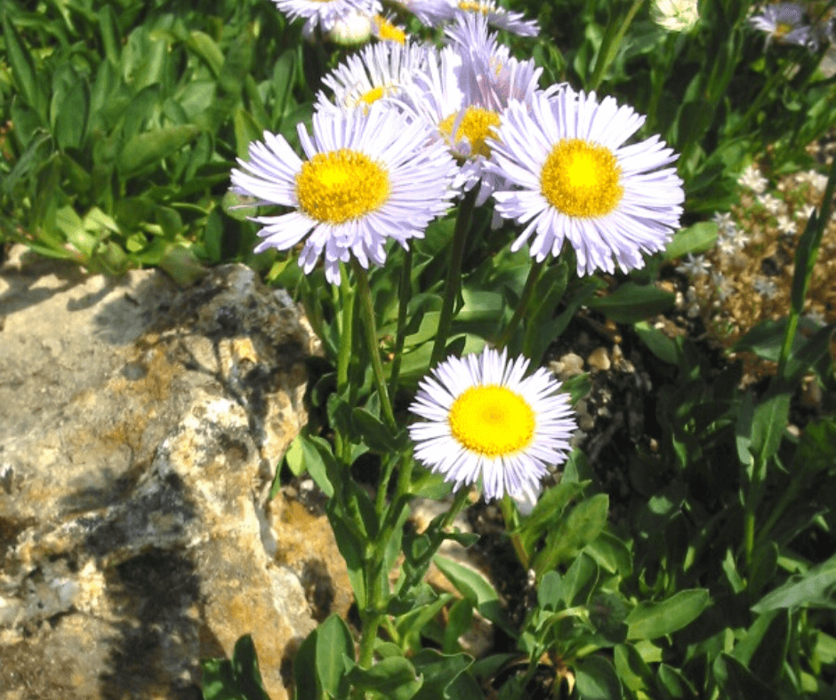 Native Hellstrip Gardens – Fafard