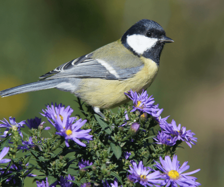 10 Common Garden Flowers that Feed Birds – Fafard