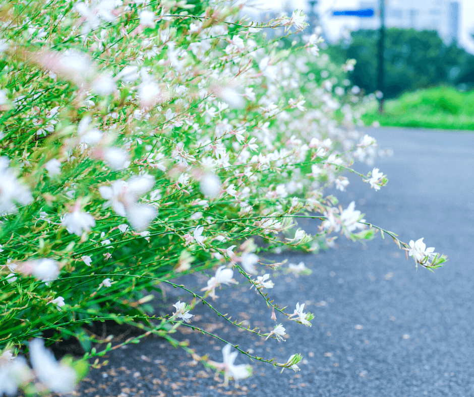 Native Hellstrip Gardens – Fafard