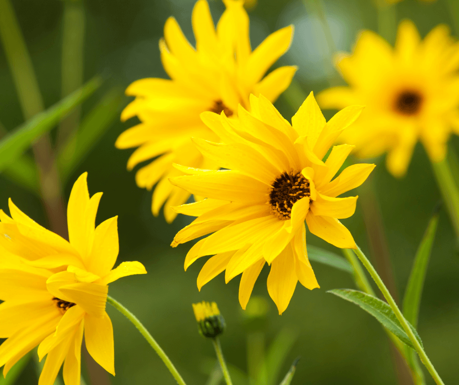 10 Common Garden Flowers that Feed Birds – Fafard