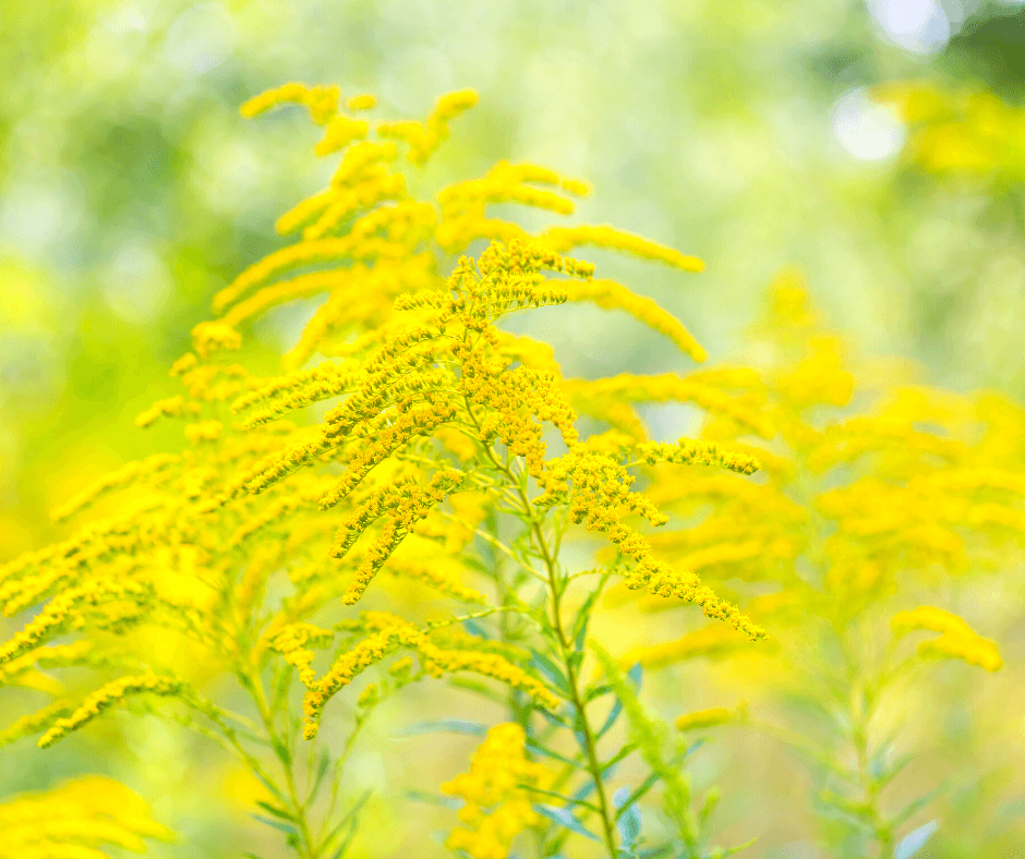 Native Hellstrip Gardens – Fafard