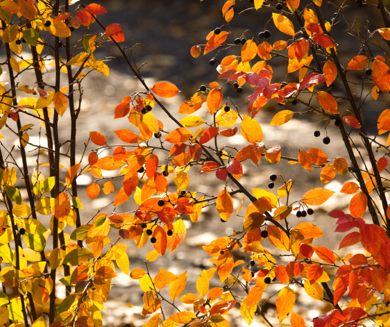 Native Hellstrip Gardens – Fafard