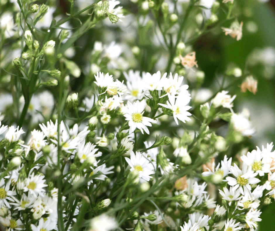 Native Hellstrip Gardens – Fafard