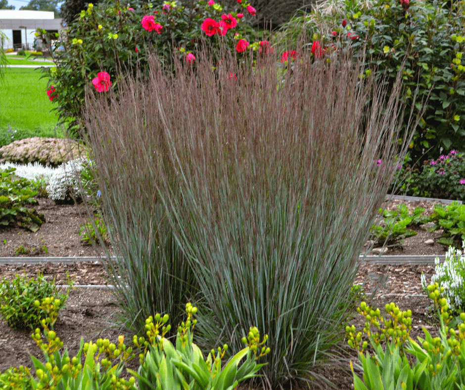 Native Hellstrip Gardens – Fafard