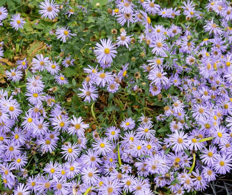 Well-Mannered Groundcovers for Shade – Fafard