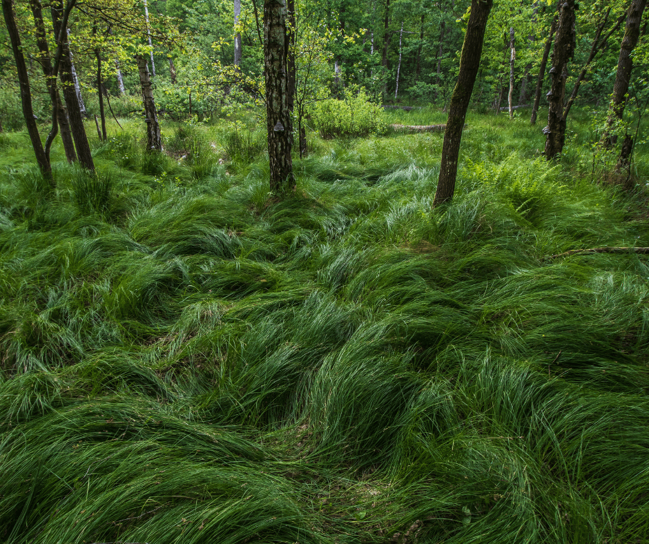 Well-Mannered Groundcovers for Shade – Fafard