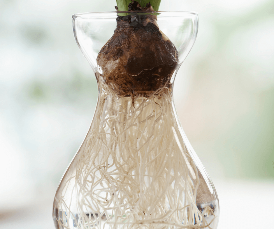 How To Force Spring Bulbs In Water – Fafard