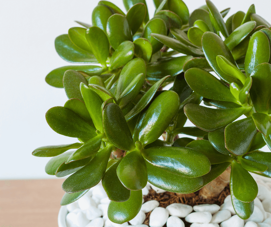 Easy Succulent House Plants – Fafard