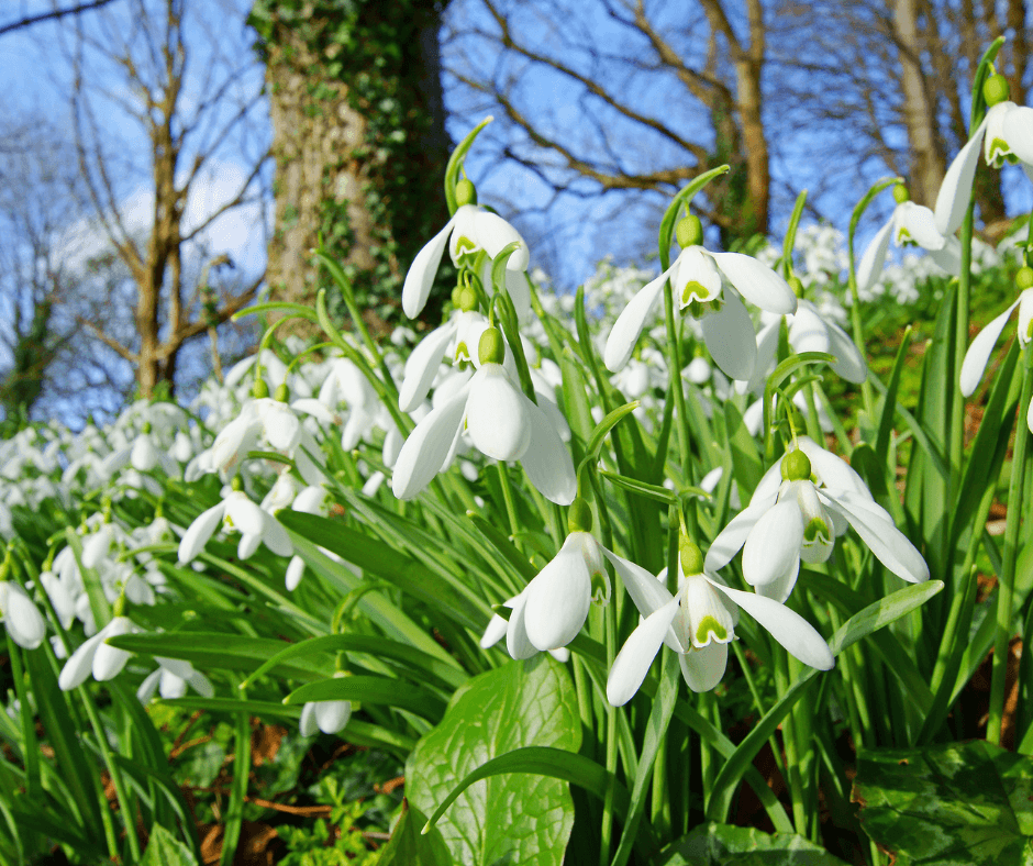 Spring Snowdrops and Snowflakes – Fafard