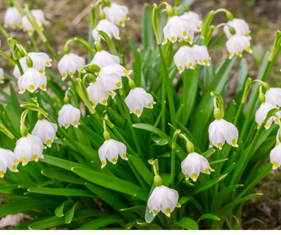 Spring Snowdrops and Snowflakes – Fafard