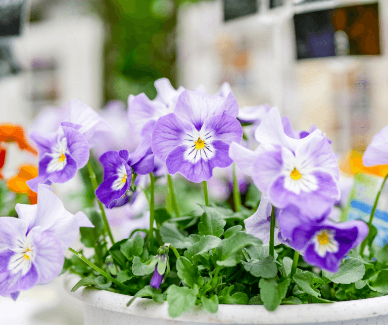 Cool Season Annuals for Spring and Fall – Fafard