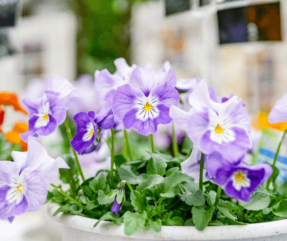 Cool Season Annuals for Spring and Fall – Fafard