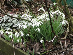 Spring Snowdrops and Snowflakes – Fafard