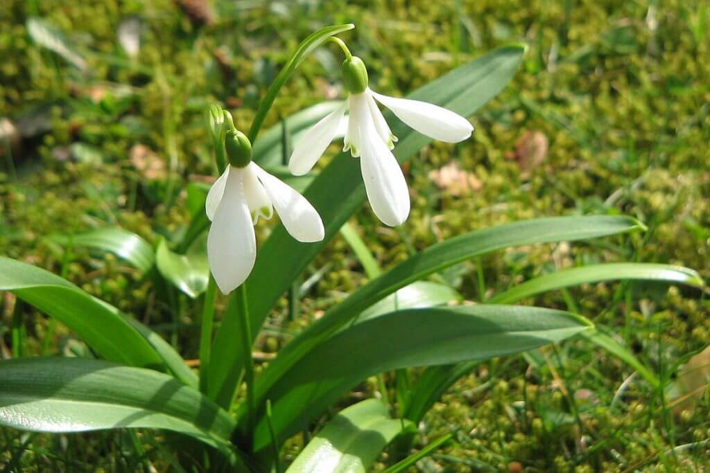 Spring Snowdrops and Snowflakes – Fafard