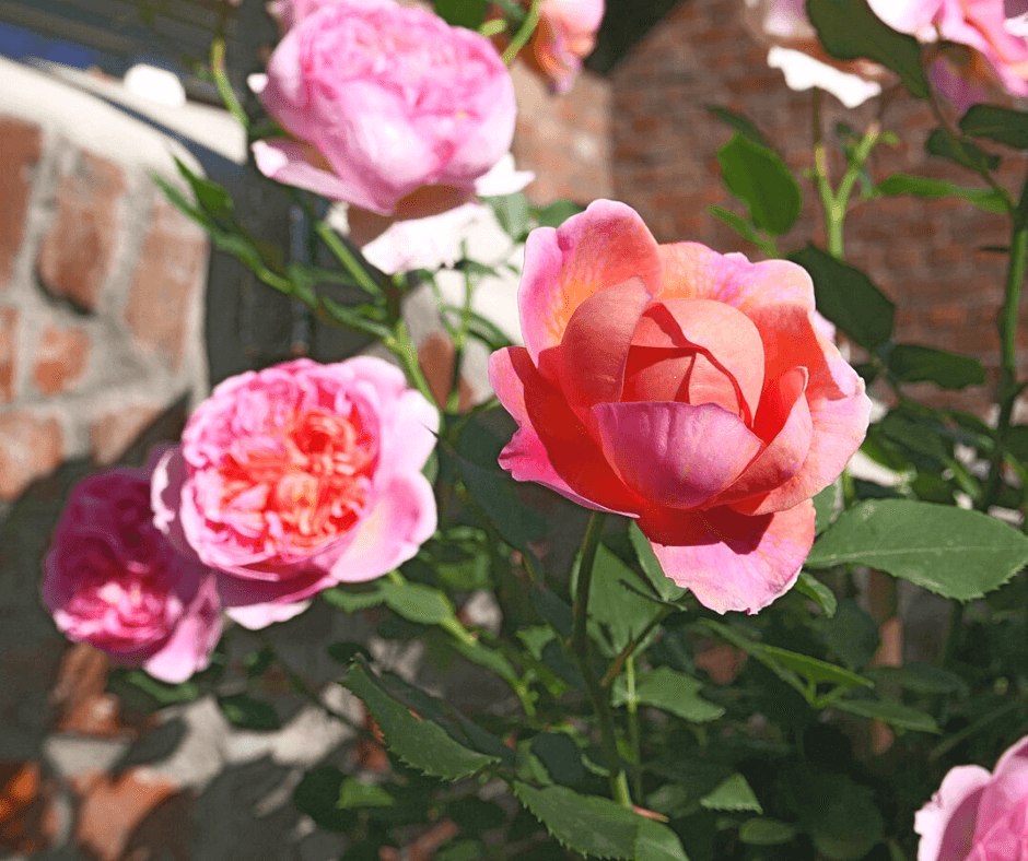 The Most Fragrant Garden Roses – Fafard
