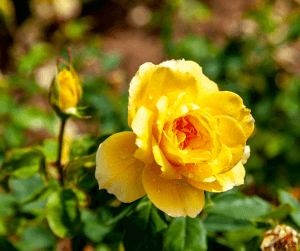 The Most Fragrant Garden Roses – Fafard
