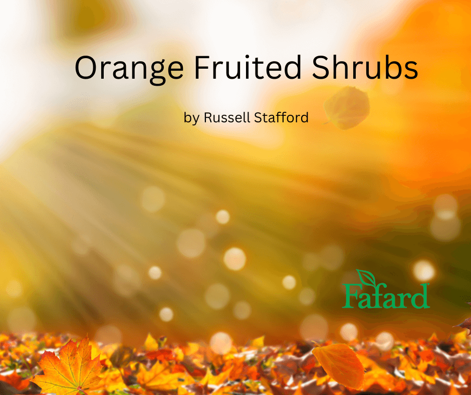 Orange Fruited Shrubs – Fafard