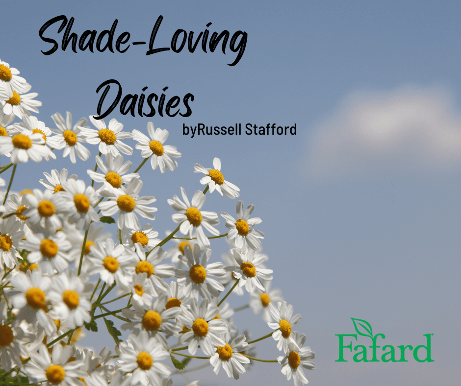 Shade-Loving Daisies – Fafard