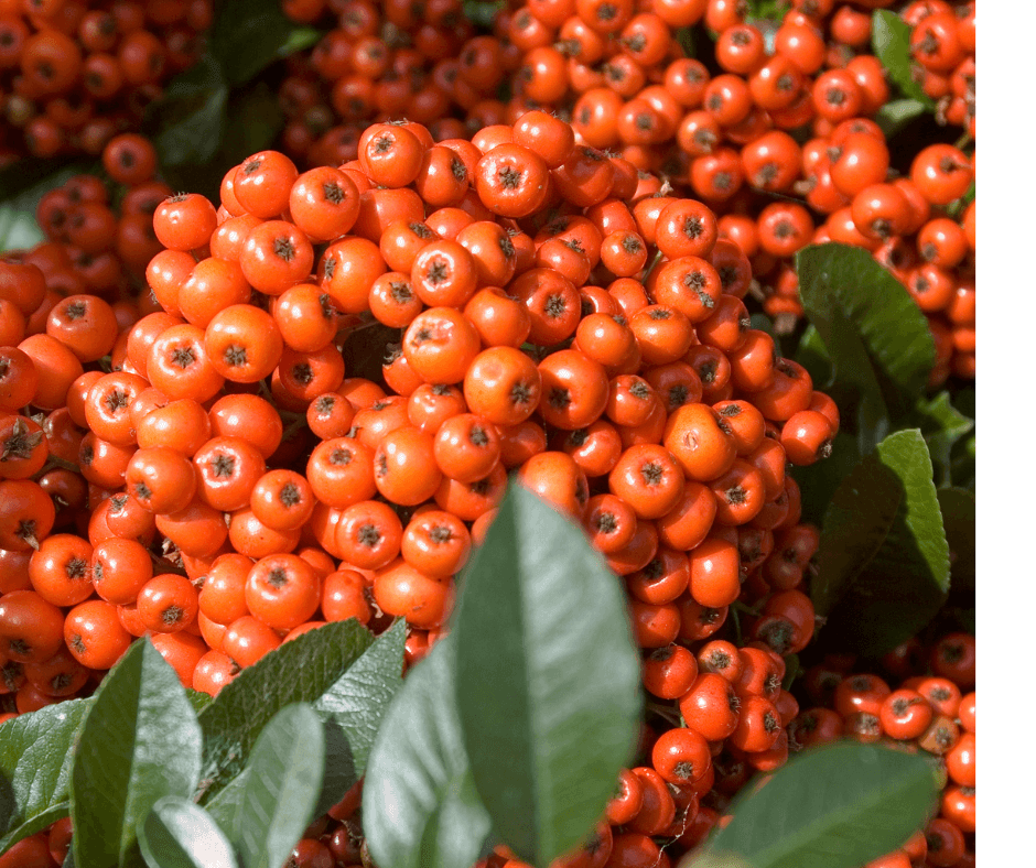 Orange Fruited Shrubs – Fafard