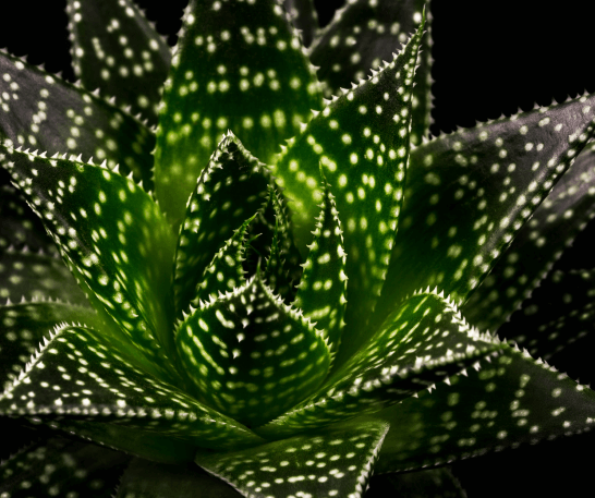 Succulents for Shade by Russell Stafford – Fafard