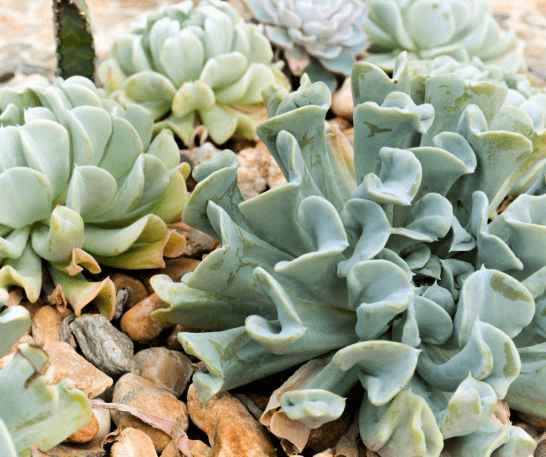 Succulents for Shade by Russell Stafford – Fafard
