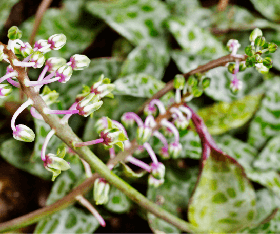 Succulents for Shade by Russell Stafford – Fafard