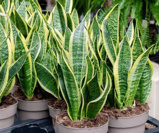 Succulents for Shade by Russell Stafford – Fafard