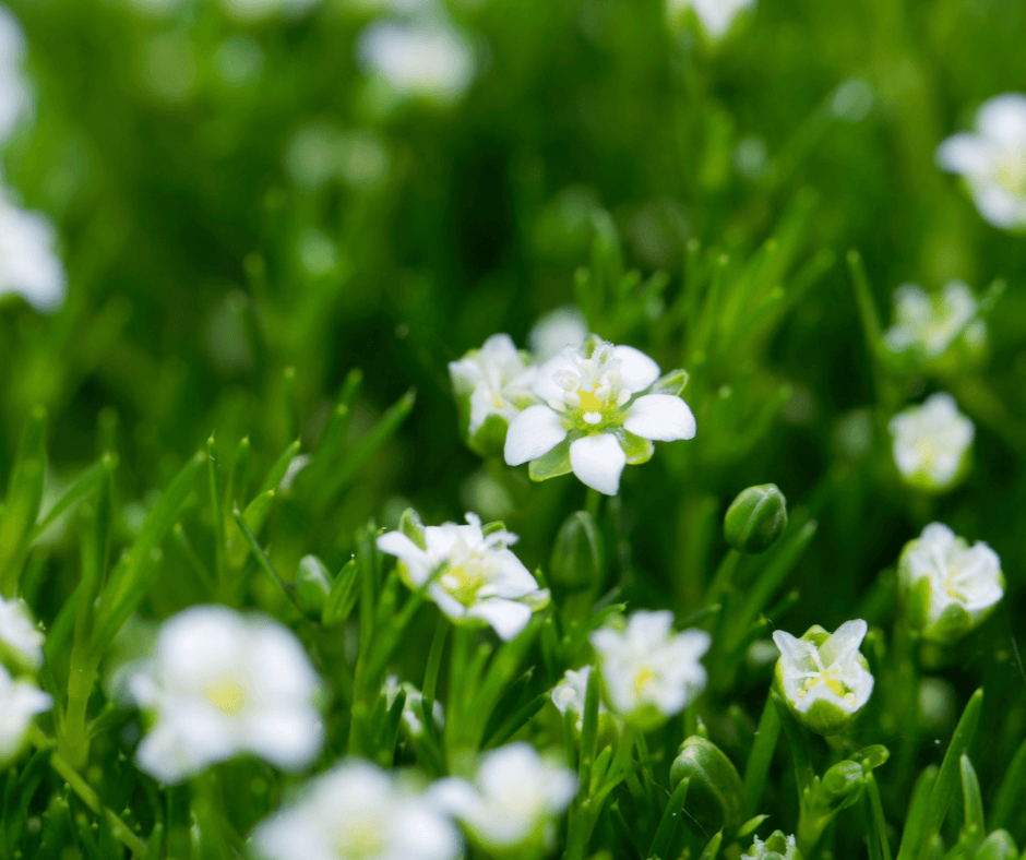 Irish Plants by Elisabeth Ginsburg – Fafard