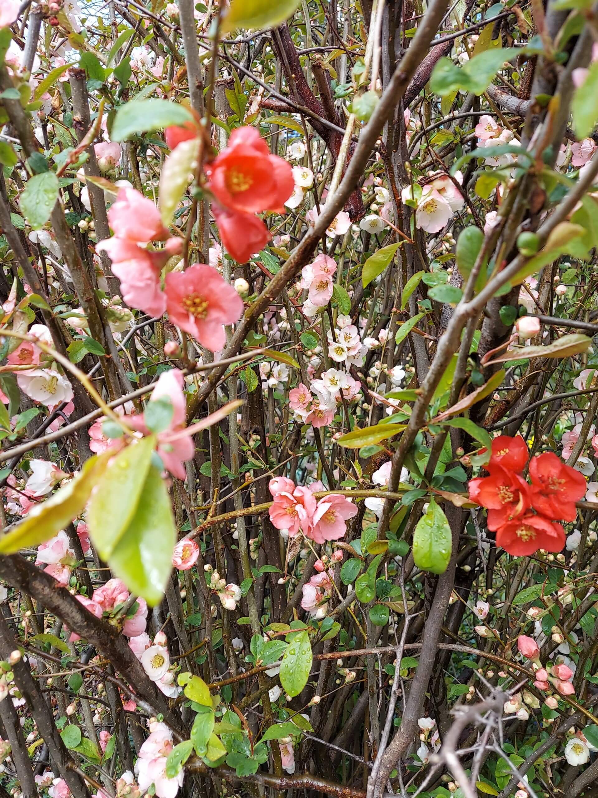 Flowering Quince by Elisabeth Ginsburg – Fafard