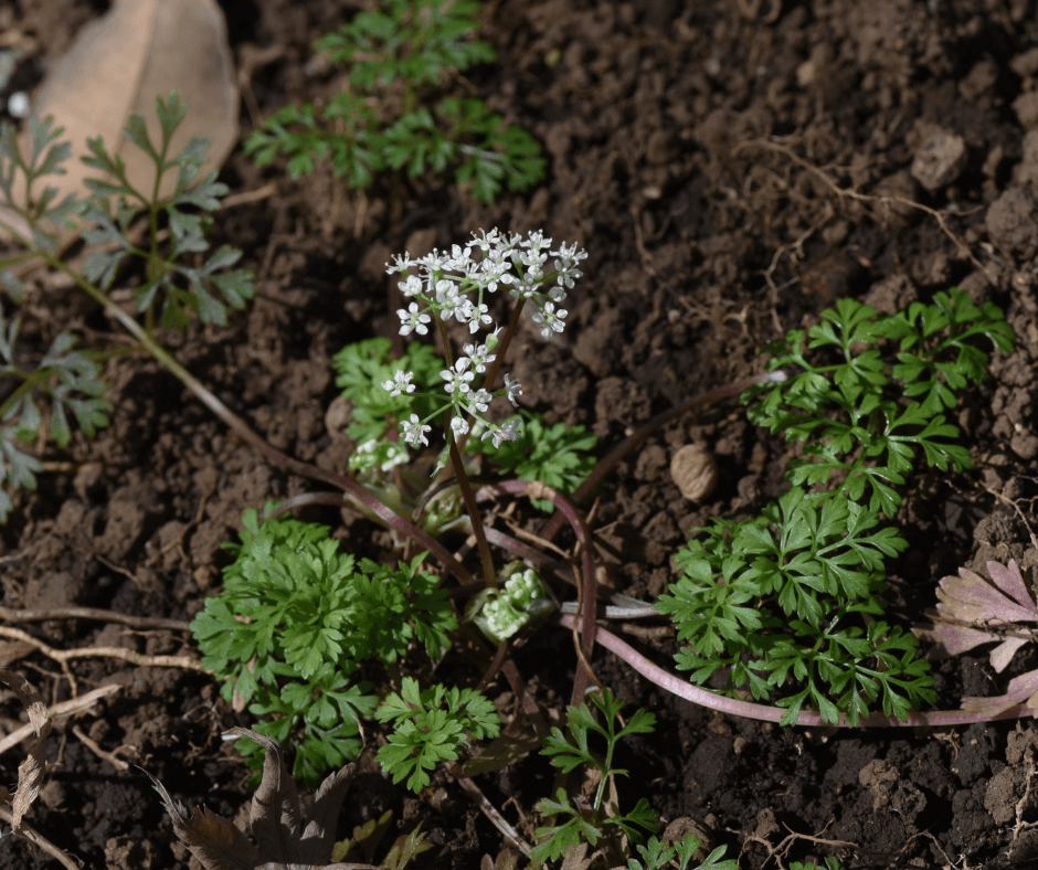 Tasty Native Perennials by Russell Stafford – Fafard