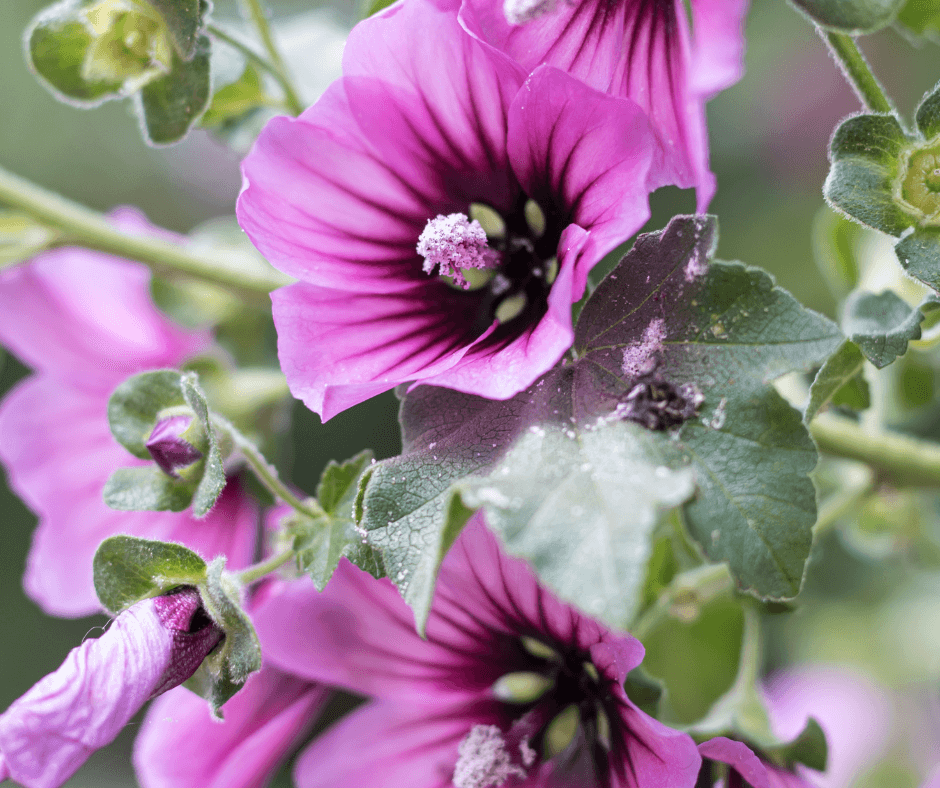 Shrubby Mallows – Fafard