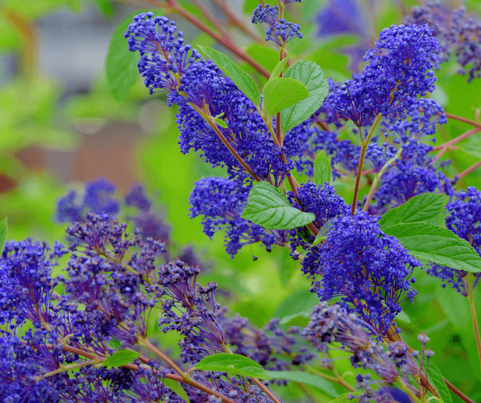 Native Shrubs for Hummingsbirds – Fafard