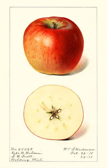 Perfect Pie Apples – Fafard