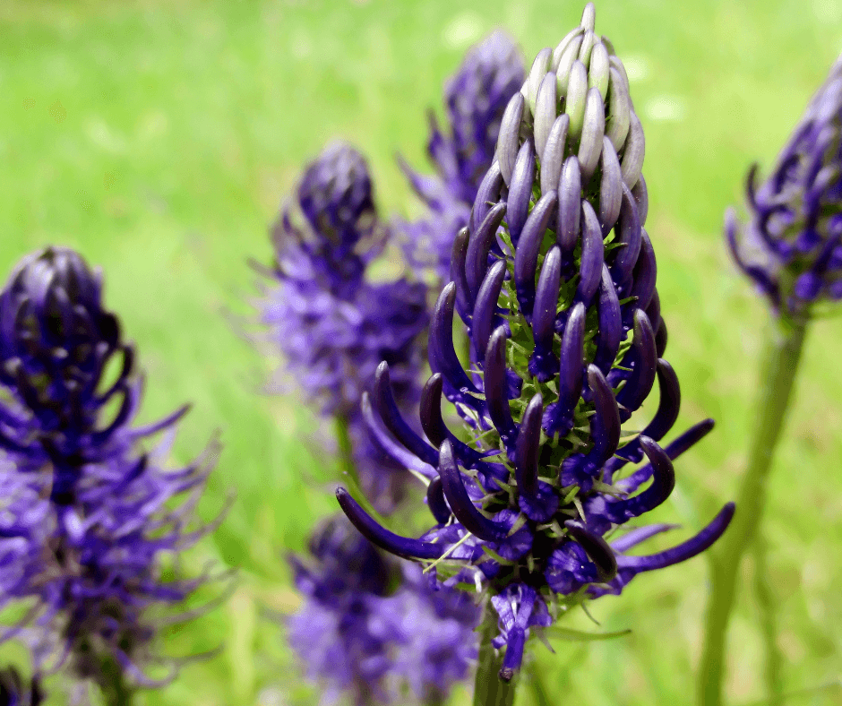 Haunted Black-Flowered Plants – Fafard