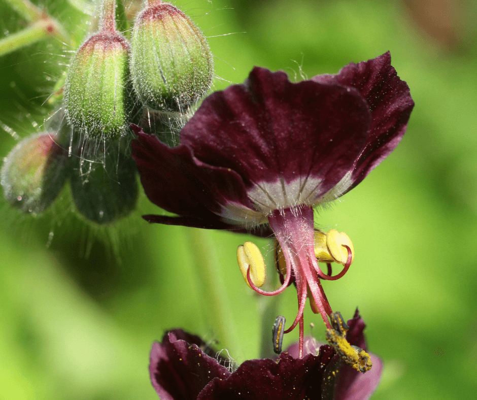 Haunted Black-Flowered Plants – Fafard