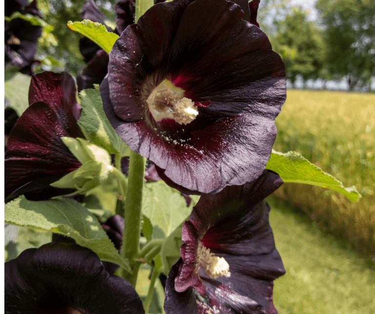 Haunted Black-Flowered Plants – Fafard
