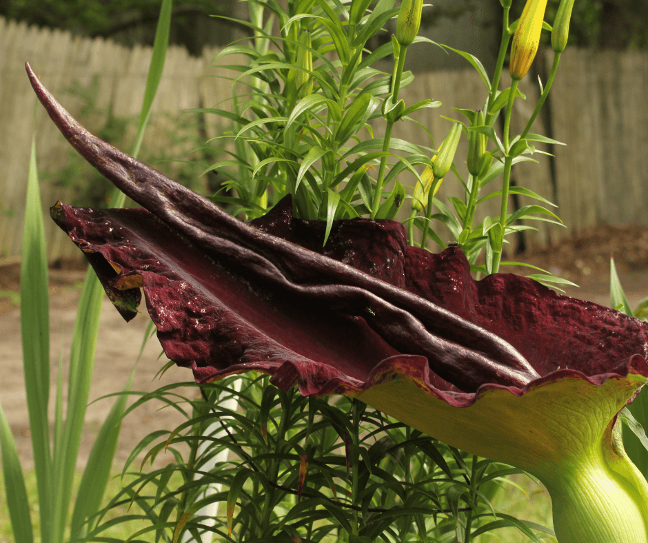 Haunted Black-Flowered Plants – Fafard